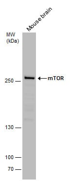 mTOR Antibody (PA5-34663)