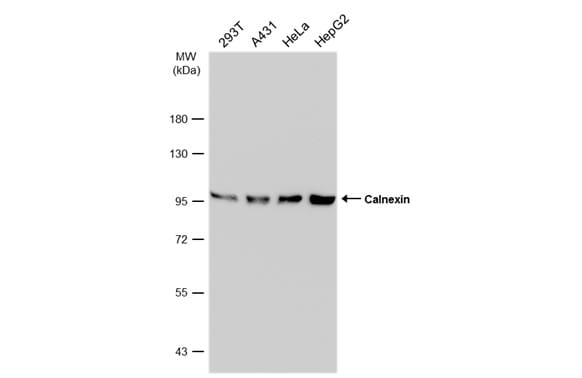 Calnexin Antibody (PA5-34665)