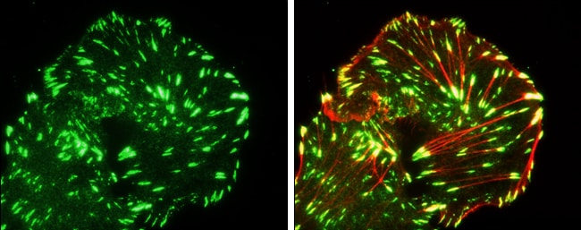 Paxillin Antibody (PA5-34910)