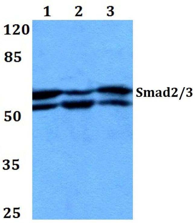 SMAD2/SMAD3 Antibody (PA5-36125)