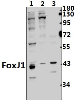 FOXJ1 Antibody (PA5-36210)