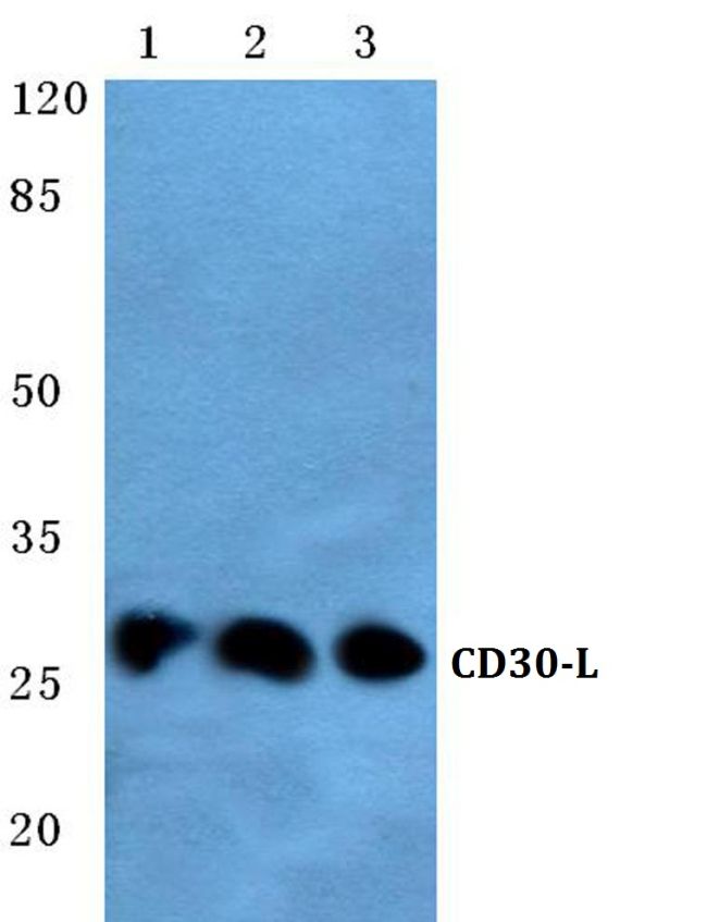 CD153 Antibody (PA5-36365)