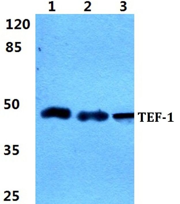 TEF1 Antibody (PA5-37075)