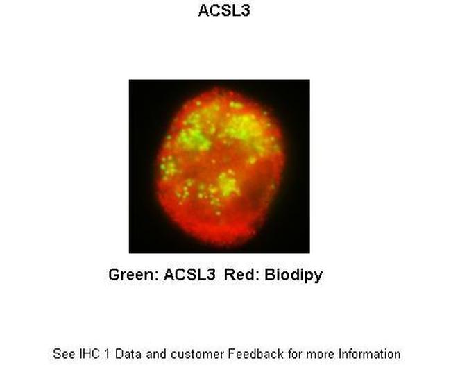ACSL3 Antibody (PA5-42883)