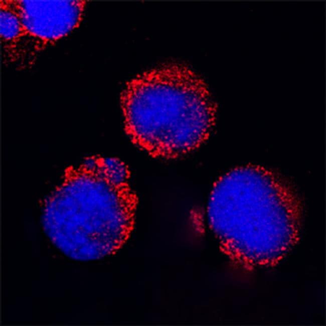 CD200R Antibody (PA5-47345)