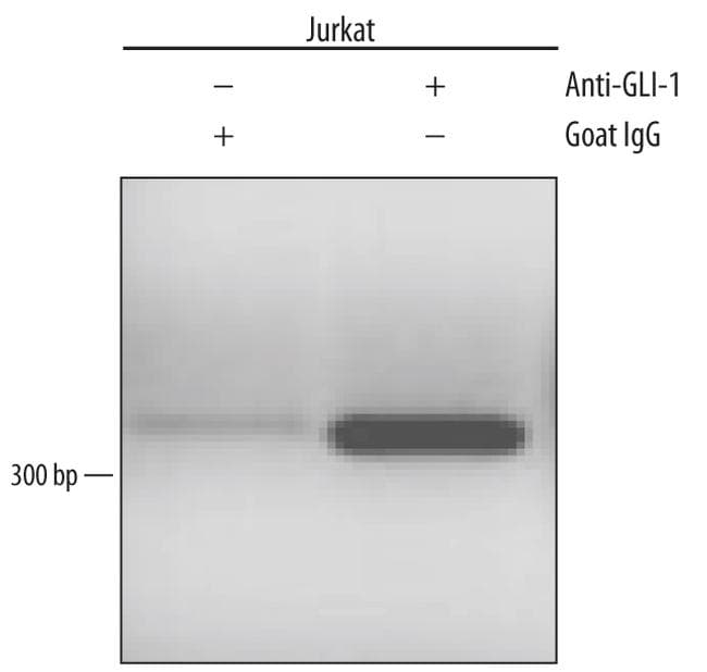 GLI1 Antibody (PA5-47478)