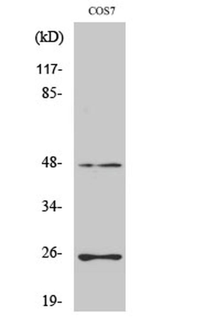 TGF beta-3 Antibody (PA5-51070)