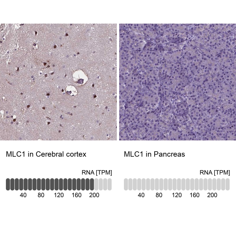 MLC1 Antibody (PA5-51805)