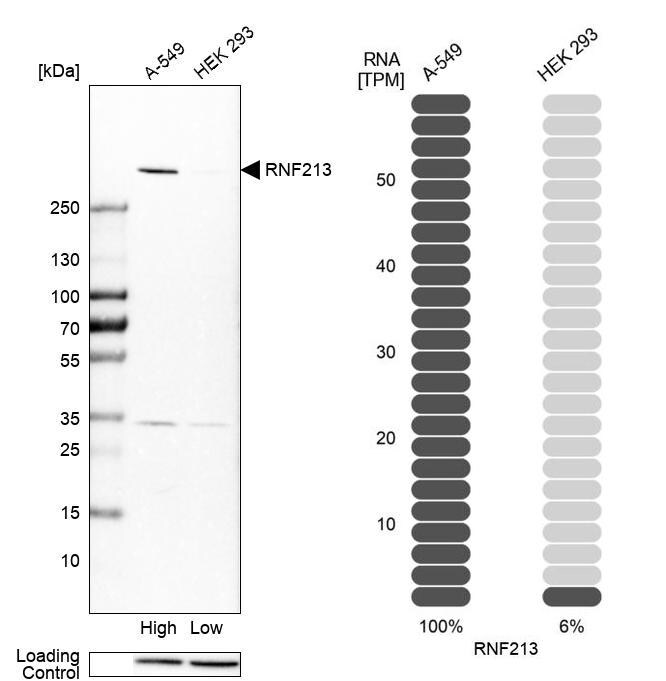RNF213 Antibody (PA5-51902)