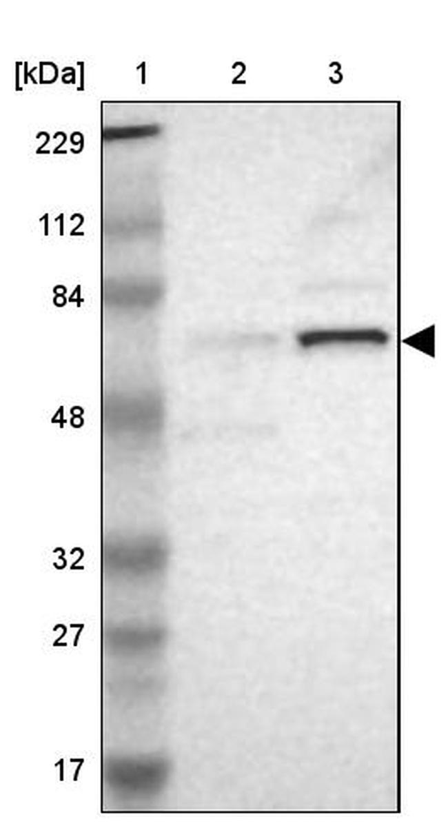 ELF2 Antibody (PA5-52247)