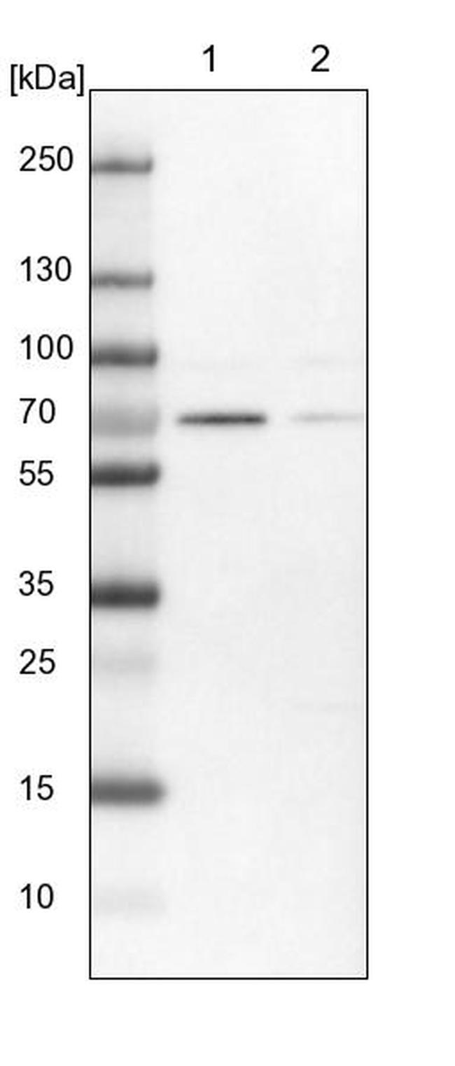 ELF2 Antibody (PA5-52247)