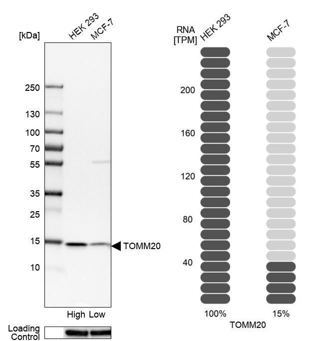TOMM20 Antibody (PA5-52843)