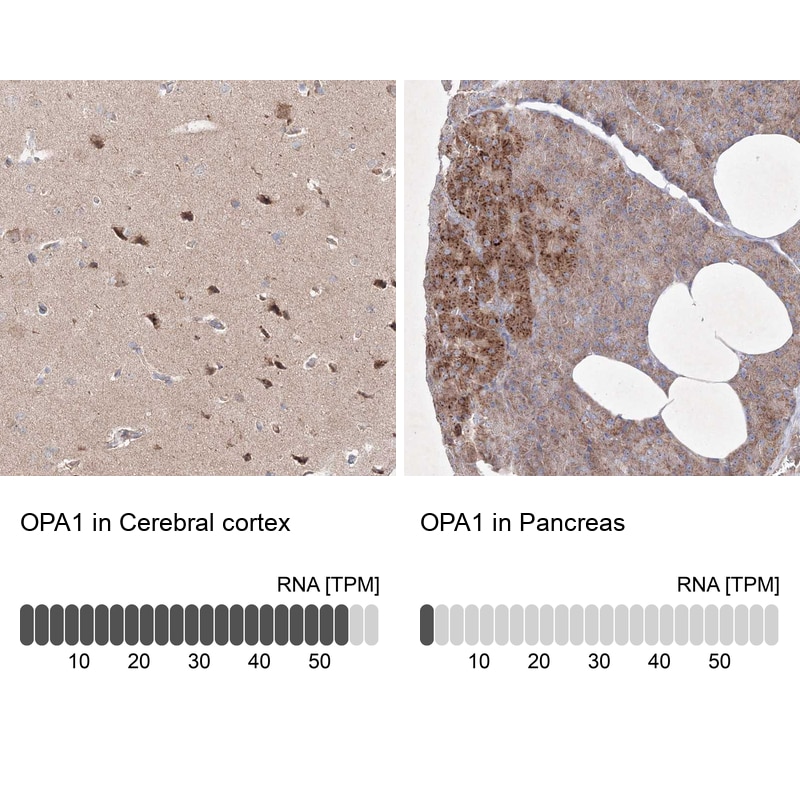 OPA1 Antibody (PA5-57875)