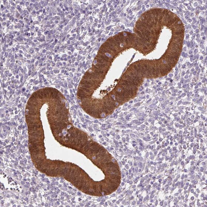 ALP Antibody (PA5-63148)