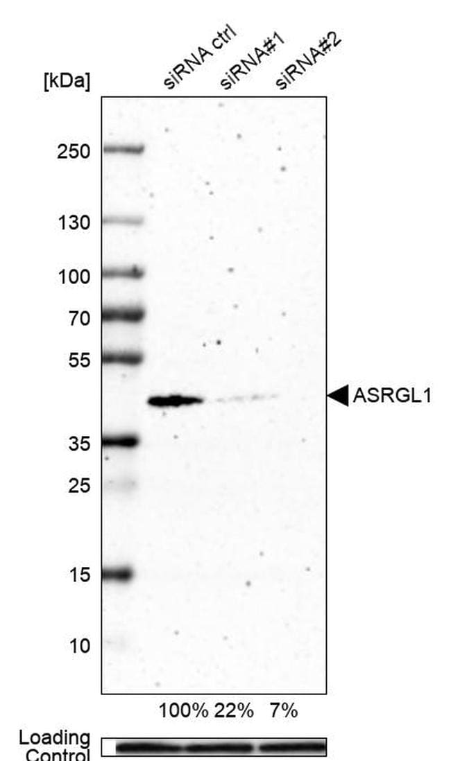 ALP Antibody (PA5-63148)