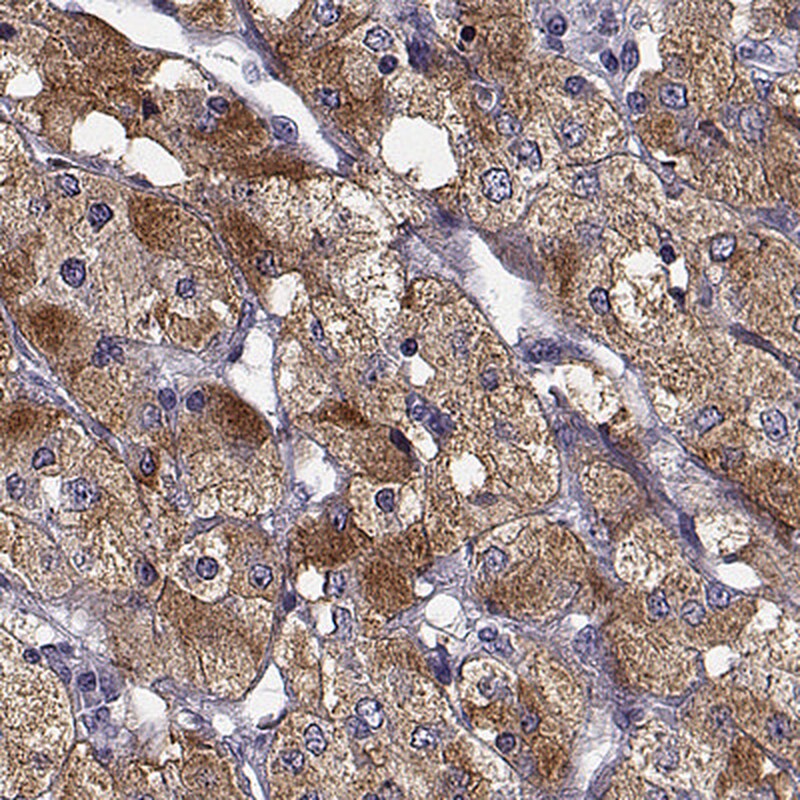 SLC18A1 Antibody (PA5-64912)