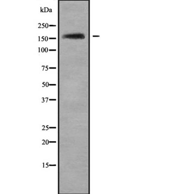 CDK13 Antibody (PA5-67681)