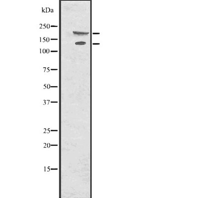 COL17A1 Antibody (PA5-67897)