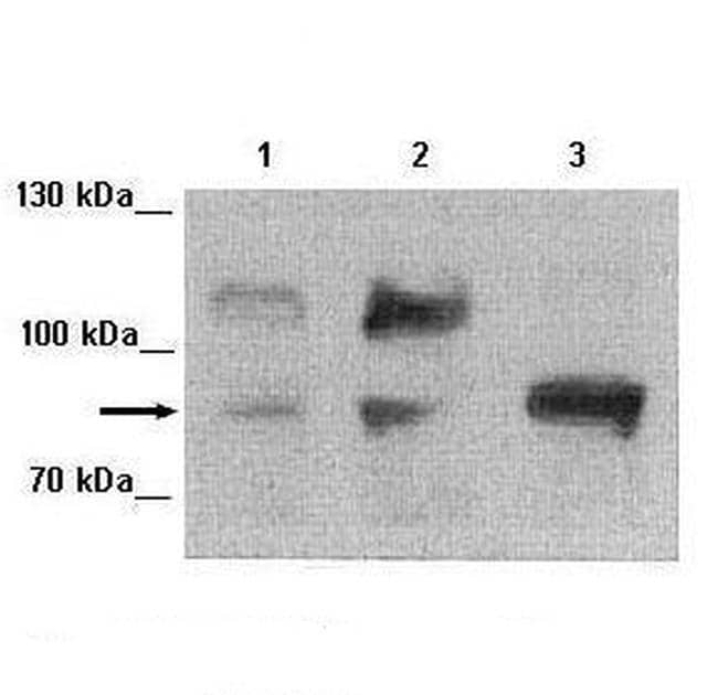 FOXM1 Antibody (PA5-71455)