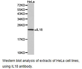 IL-18 Antibody (PA5-76082)