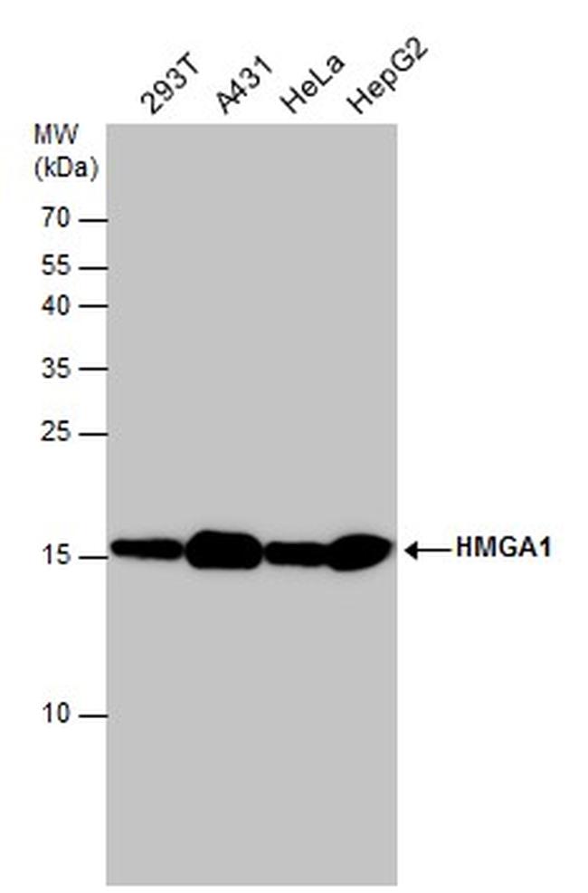 HMGA1 Antibody (PA5-78007)