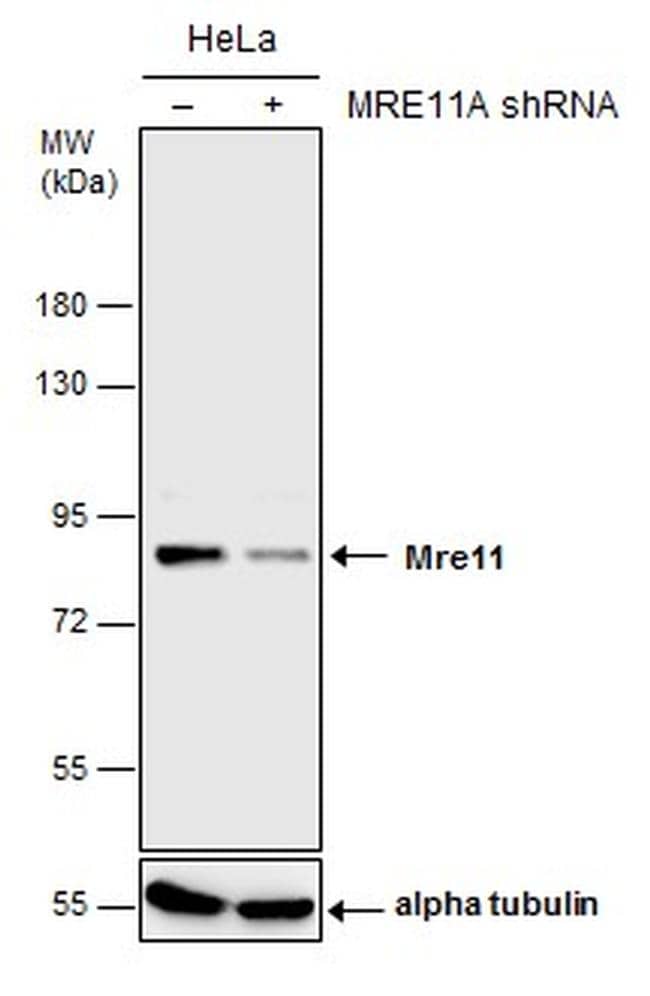 MRE11 Antibody (PA5-78063)