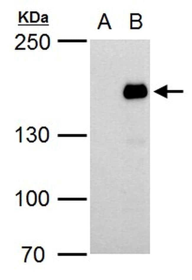 PER2 Antibody (PA5-78264)