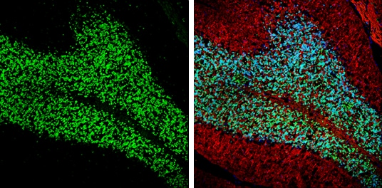 NeuN Antibody (PA5-78499)