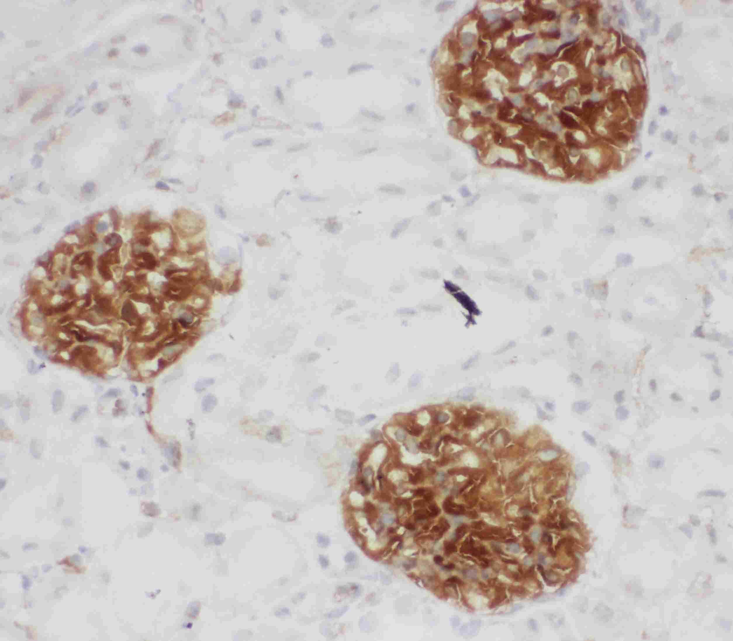 CD34 Antibody (PA5-78978)