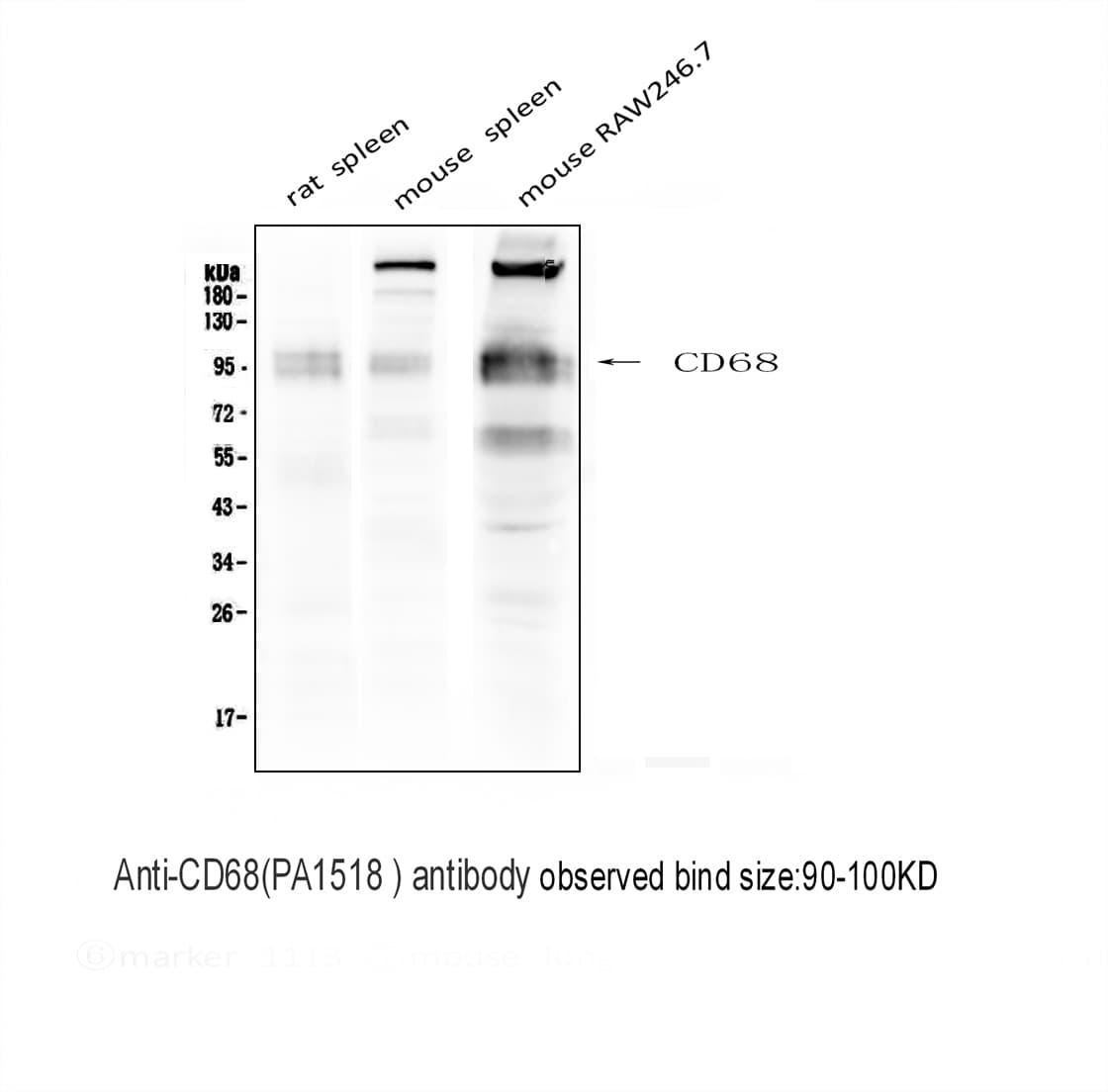 CD68 Antibody (PA5-78996)