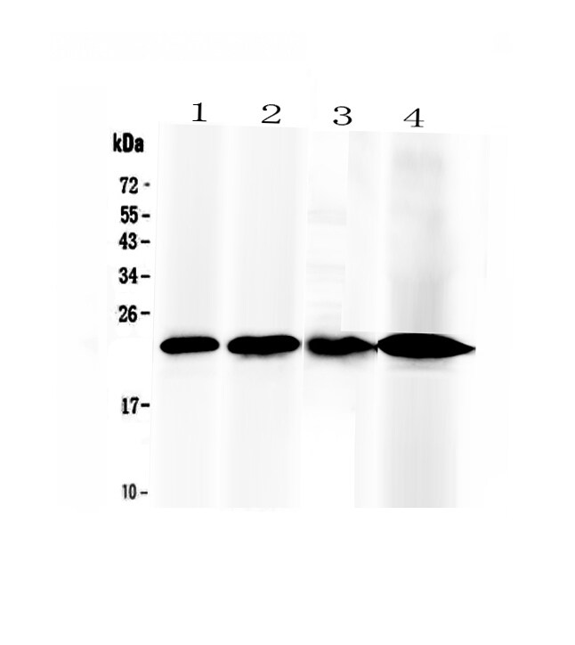 RBP4 Antibody (PA5-79919)