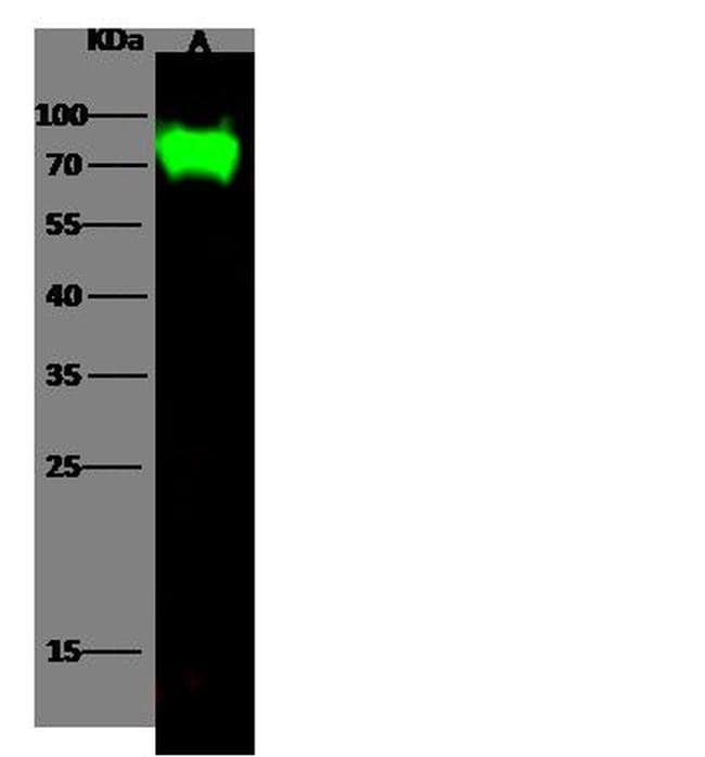 Influenza A H9N2 HA Antibody (PA5-81658)