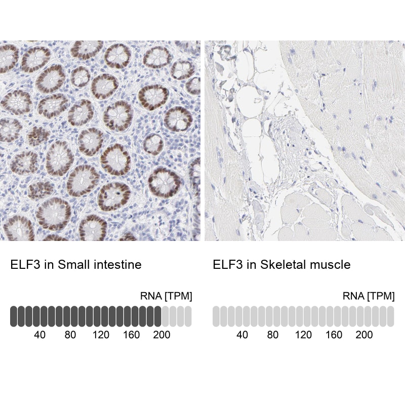 ELF3 Antibody (PA5-82098)