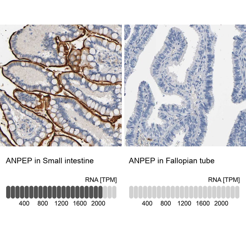 CD13 Antibody (PA5-82156)