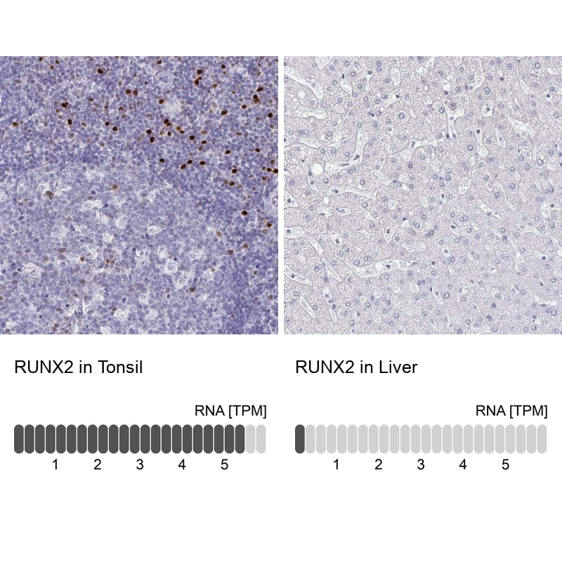 RUNX2 Antibody (PA5-82787)