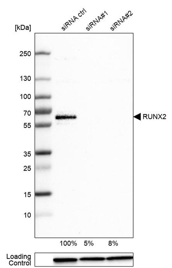 RUNX2 Antibody (PA5-82787)