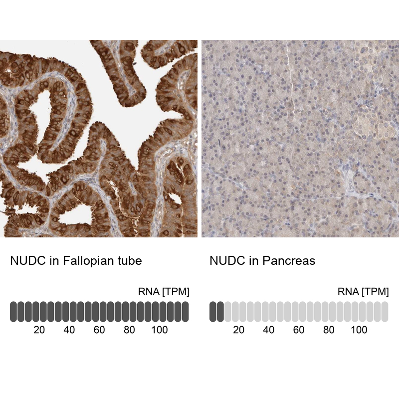 NUDC Antibody (PA5-82956)