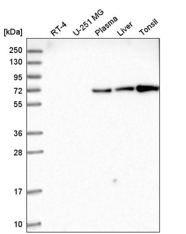 Ubiquitin C Antibody (PA5-83550)
