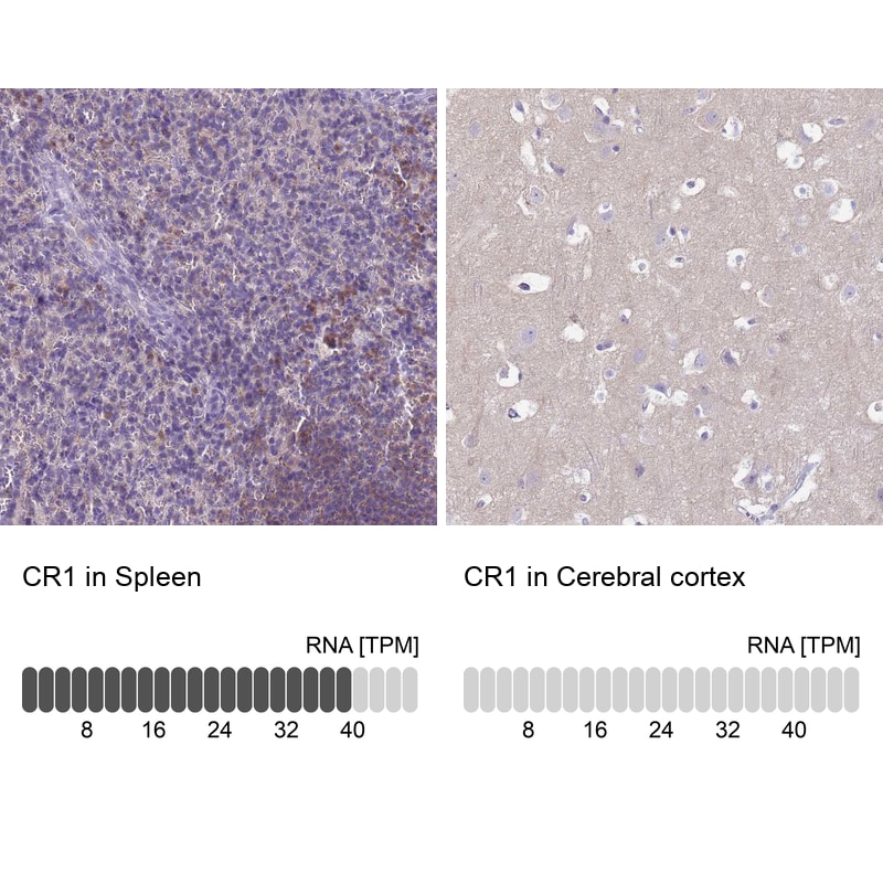 CD35 Antibody (PA5-83616)