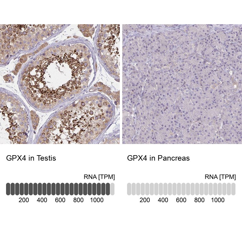 GPX4 Antibody (PA5-83862)