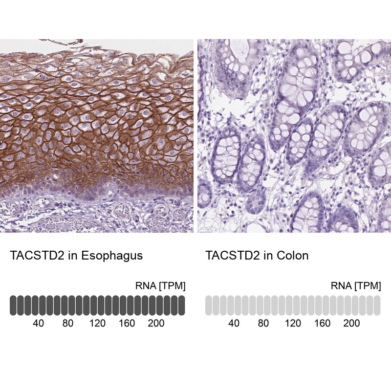 TROP2 Antibody (PA5-84235)