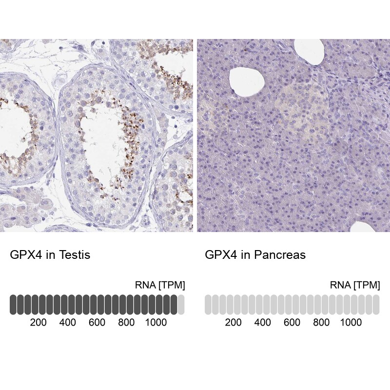 GPX4 Antibody (PA5-84385)