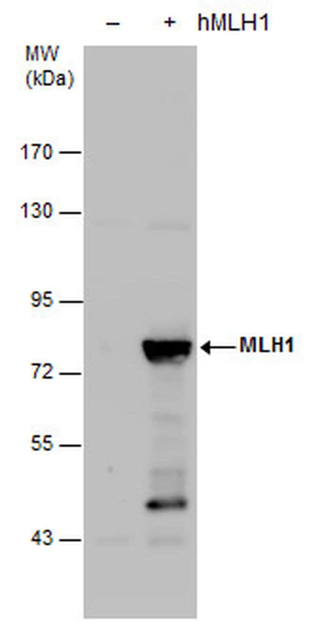 MLH1 Antibody (PA5-85129)