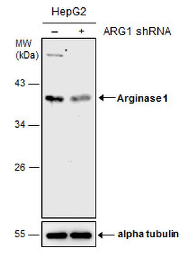 Arginase 1 Antibody (PA5-85267)