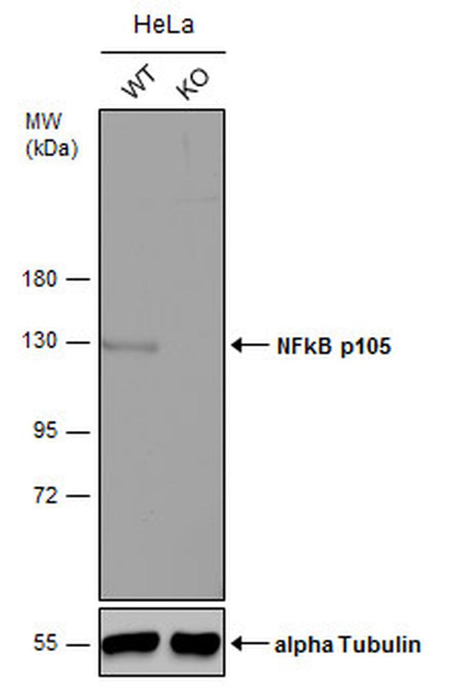 NFkB p105 Antibody (PA5-85292)