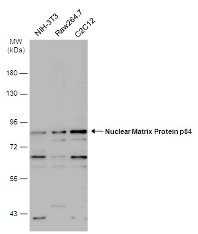 Nuclear Matrix Protein p84 Antibody (PA5-85448)
