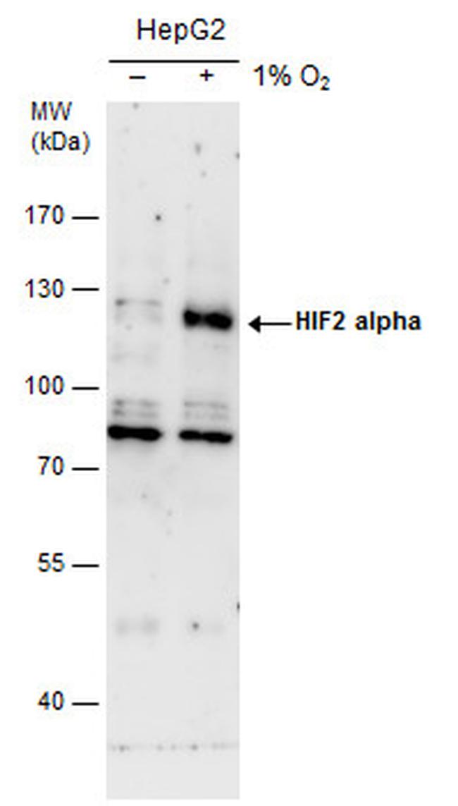 HIF-2 alpha Antibody (PA5-85845)