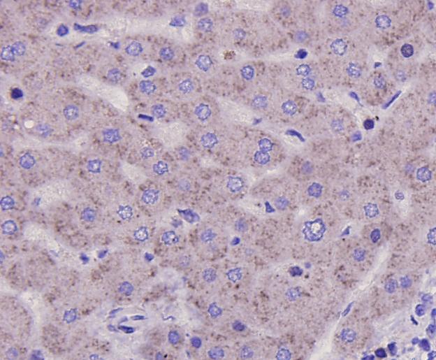 LGR5 Antibody (PA5-85920)