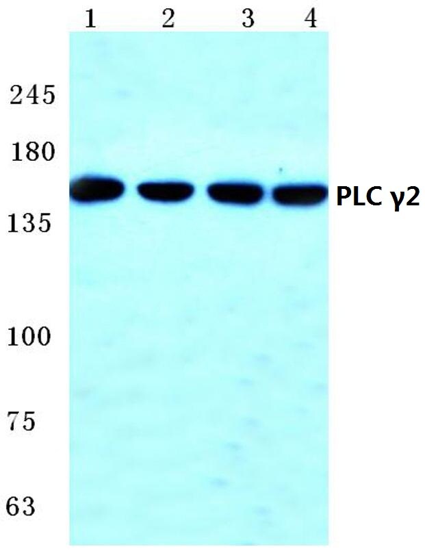 PLCG2 Antibody (PA5-86233)