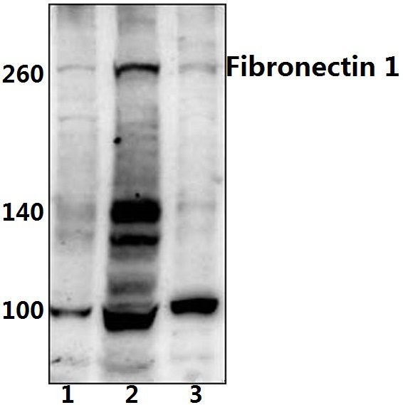 Fibronectin Antibody (PA5-86318)
